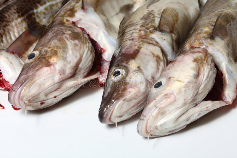 207 Cod Mouth Open Stock Photos - Free & Royalty-Free Stock Photos from ...