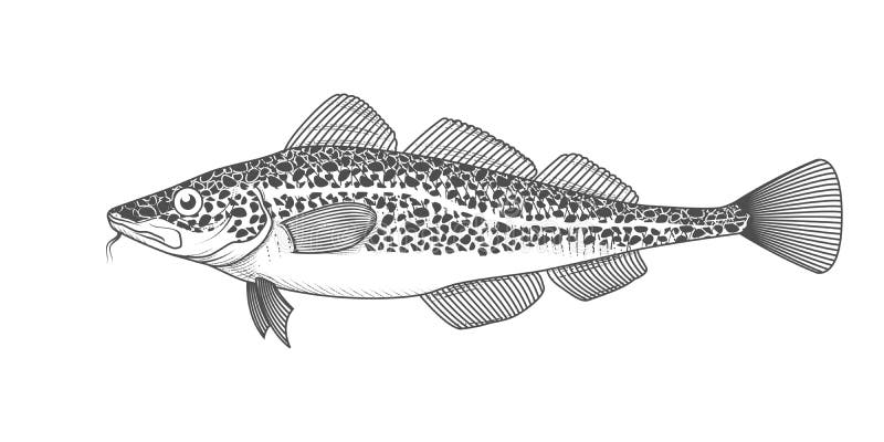 Cod Fish Sketch, Hand Drawn Fish, Cod Seafood Menu, Fish in Engraved ...