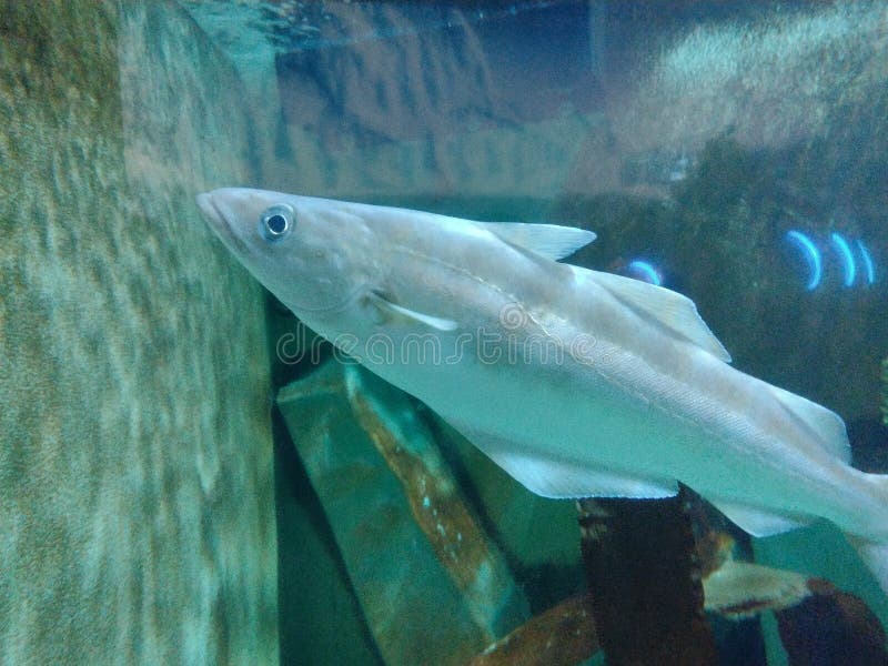 Cod fish in the water stock image. Image of nature, move - 326022469