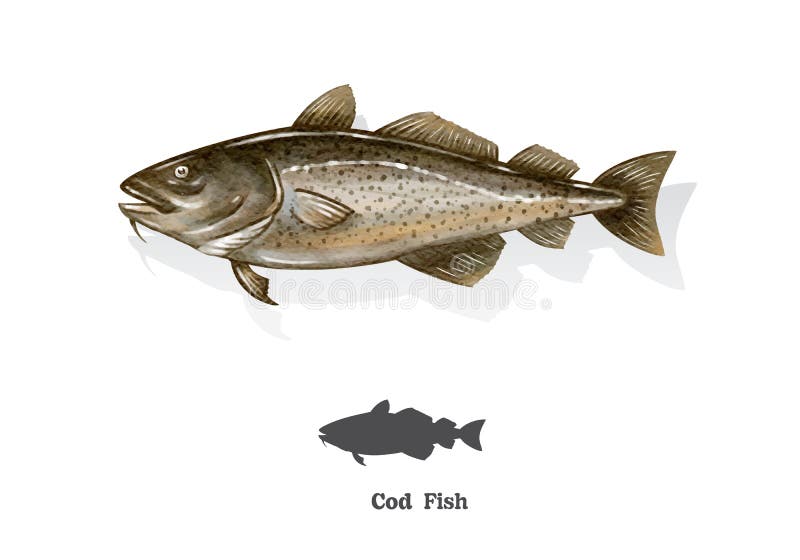 Fresh Cod Fish Stock Illustrations – 893 Fresh Cod Fish Stock ...