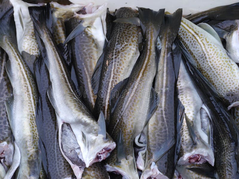 Cod fish stock image. Image of torsk, freshness, eating - 31125883