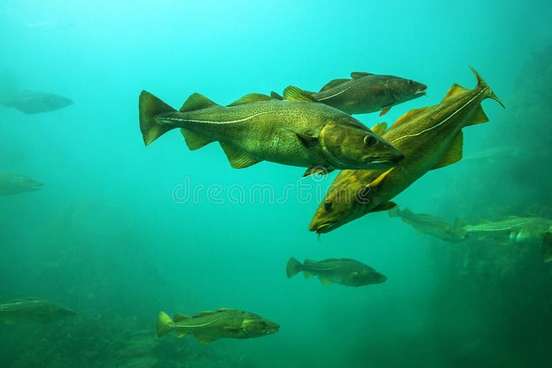 Cod Fishes Floating in Aquarium, Alesund, Norway Stock Image - Image of ...