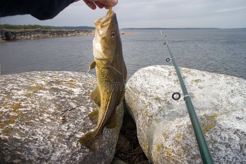 Cod on Fishing-rod on Background of Sea Stock Image - Image of hobby ...