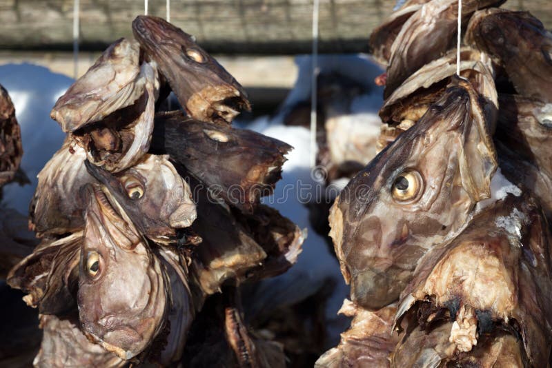 Cod heads in Lofoten stock image. Image of head, meat - 156348975