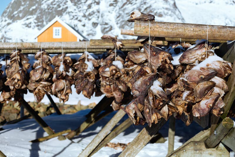 Cod heads in Lofoten stock photo. Image of head, meat - 156349028