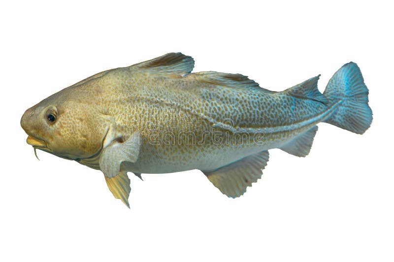 Cod - isolated stock photo. Image of swim, natural, reef - 310141134