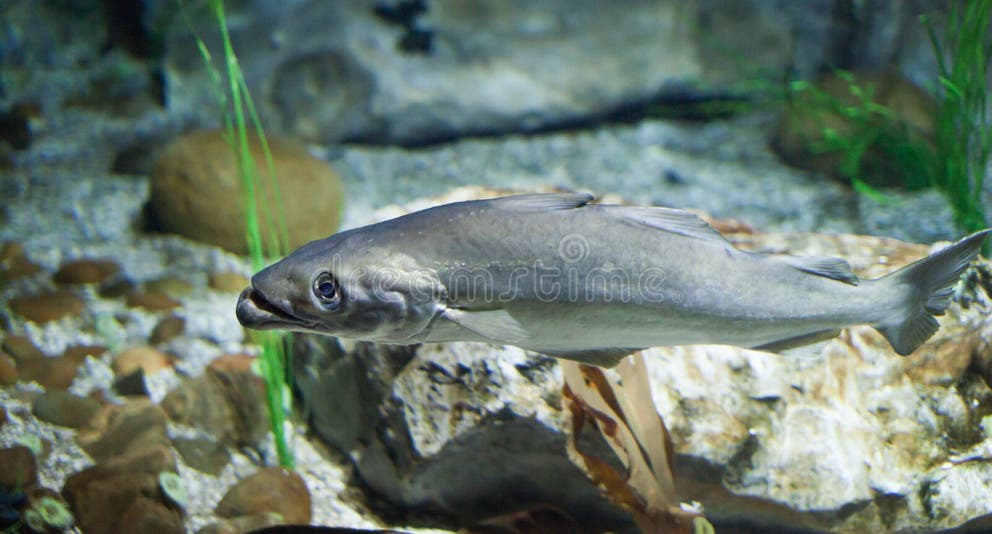 Cod stock photo. Image of young, ling, ocean, fishing - 38555770