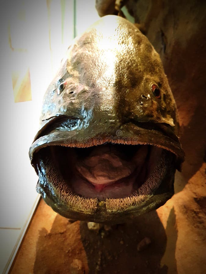 Murray Cod Stock Photos - Free & Royalty-Free Stock Photos from Dreamstime