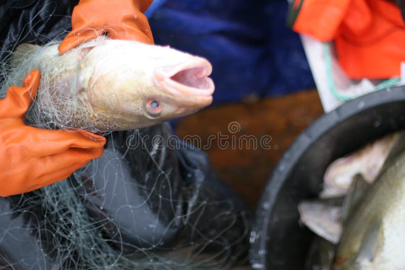 Fisherman at work stock photo. Image of coast, europe - 2270614