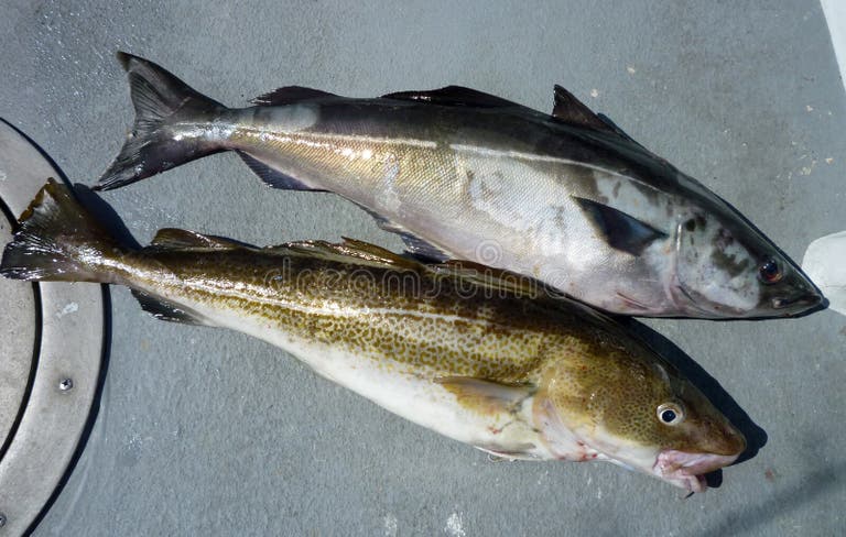 Cod and Pollock stock photo. Image of marine, catch, pollock - 19933560