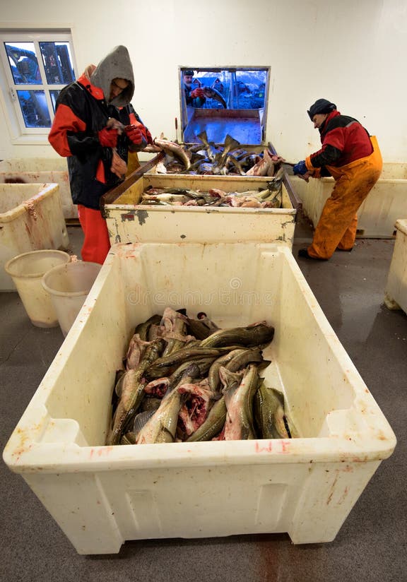 Cod processing factory editorial image. Image of aquaculture - 112992365