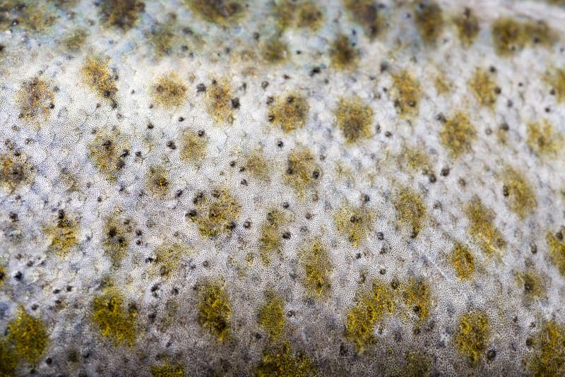 Atlantic cod stock vector. Illustration of baltic, food - 34973316