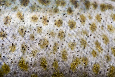 482 Dead Cod Fish Stock Photos - Free & Royalty-Free Stock Photos from ...