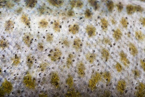 482 Dead Cod Fish Stock Photos - Free & Royalty-Free Stock Photos from ...