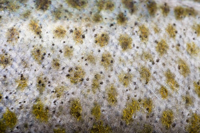 477 Dead Cod Fish Stock Photos - Free & Royalty-Free Stock Photos from ...