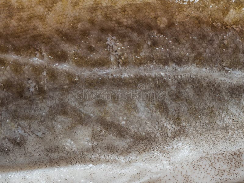 Cod skin texture stock image. Image of piece, gourmet - 247395211