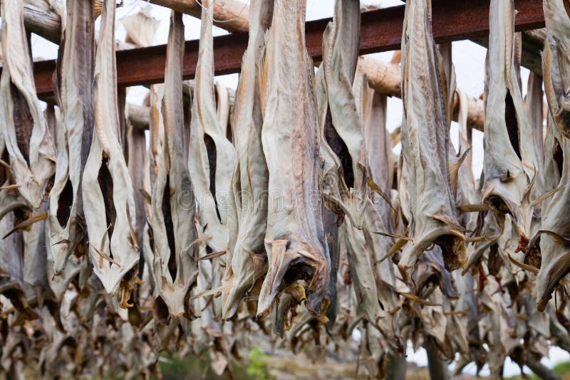 Cod stockfish stock image. Image of nature, fish, islands - 12843309