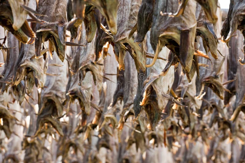 Cod stockfish stock image. Image of racks, islands, lofoten - 16617547