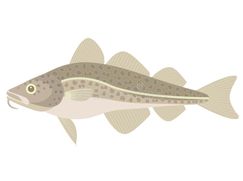 Cod stock vector. Illustration of seafood, food, silhouette - 48496362
