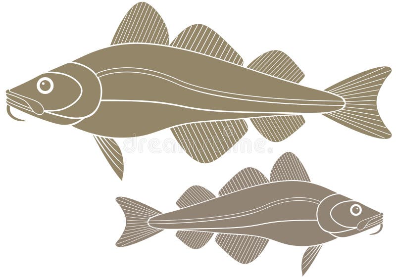 Atlantic cod stock vector. Illustration of barents, hebrides - 34973316