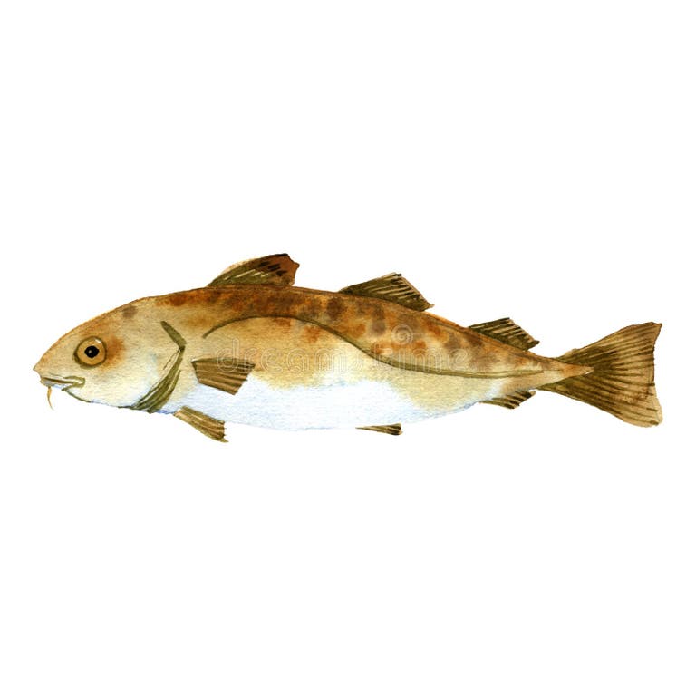 Cod Drawing Stock Illustrations – 10,788 Cod Drawing Stock ...