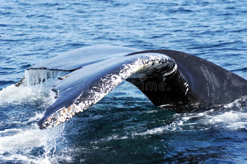 Coda 3 Della Balena Di Humpback Immagine Stock - Immagine di balena ...
