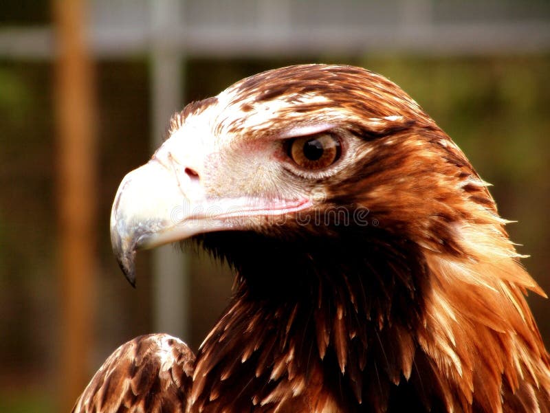 Coda del cuneo immagine stock. Immagine di becco, animale - 362739