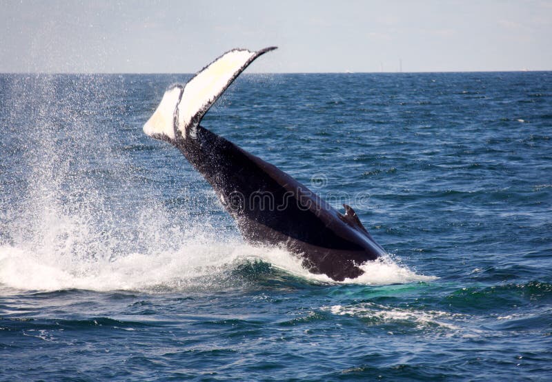 Bocca Di Apertura Della Balena Di Humpback Immagine Stock - Immagine di ...