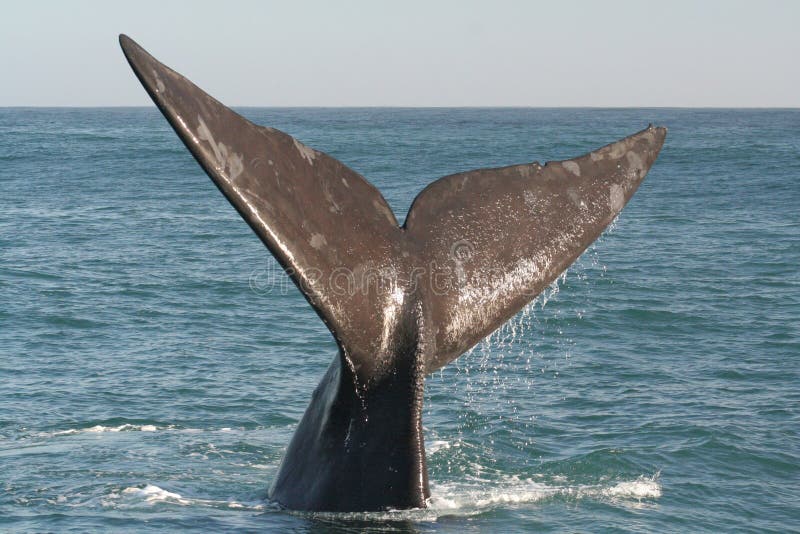 Coda Del Sud Della Balena Di Destra Fotografia Stock - Immagine di ...