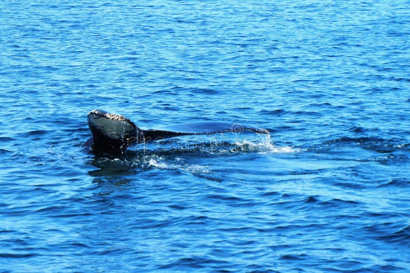 Coda Della Balena in Acqua Blu Immagine Stock - Immagine di acqua ...