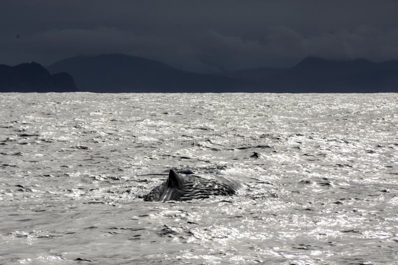 Coda Della Balena Nell'Oceano Atlantico Fotografia Stock - Immagine di ...