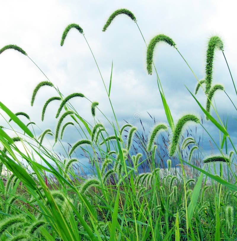 Coda Di Volpe Verde Su Un Cielo Blu Fotografia Stock - Immagine di ...