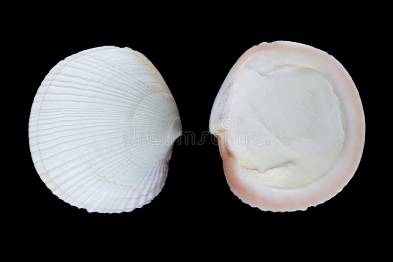 Codakia Punctata Stock Photos - Free & Royalty-Free Stock Photos from ...