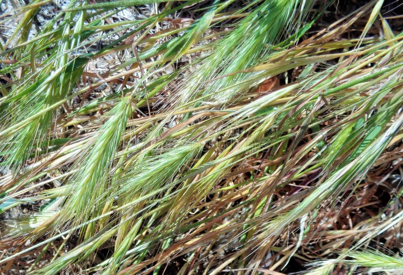 Code Di Volpe Pendenti Verdi Della Primavera Immagine Stock - Immagine ...