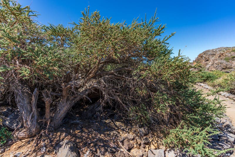 Codex Plant Closeup on Top of the Mountain Stock Photo - Image of ...