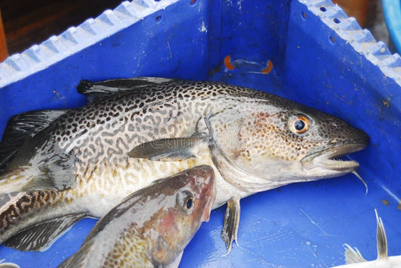 Codfish stock photo. Image of mottled, baltic, freshness - 46445212