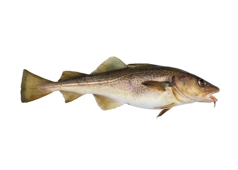 Background codfish skin stock image. Image of silver - 35185011