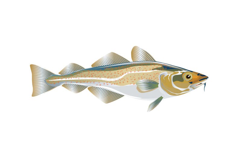 Atlantic cod stock vector. Illustration of vector, color - 35385436