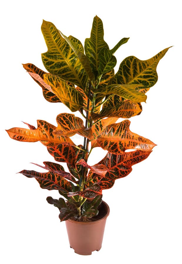 Codiaeum Excellent stock image. Image of inflorescence - 3603499