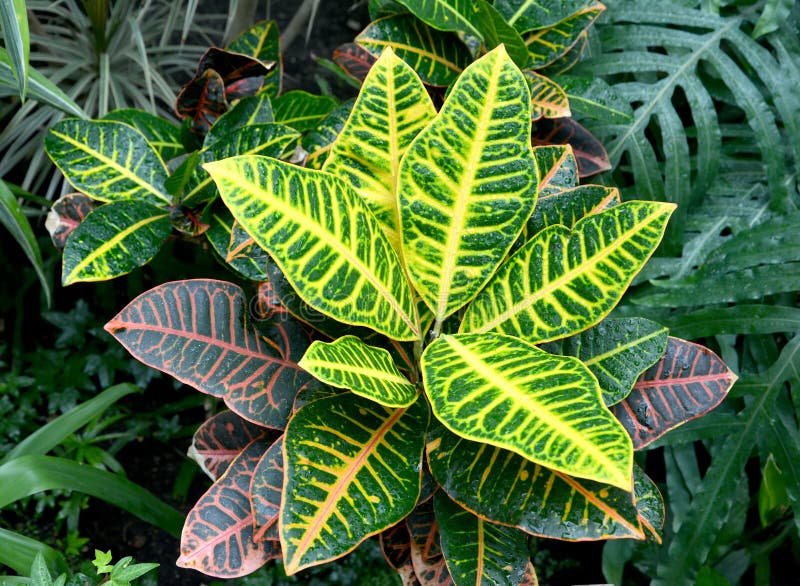 Codiaeum Motley Codiaeum Variegatum L. Rumph. Ex a.Juss Stock Image ...