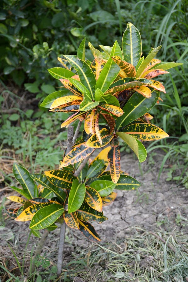Codiaeum Variegatium Plants Stock Image - Image of tree, nature: 75568335