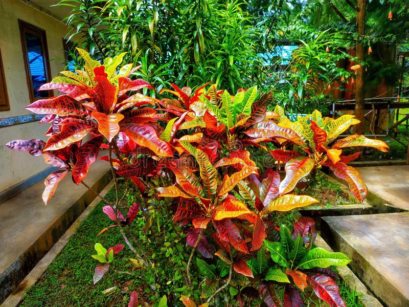 Codiaeum Variegatum Bi Grows Fresh in the Garden Behind the Office ...