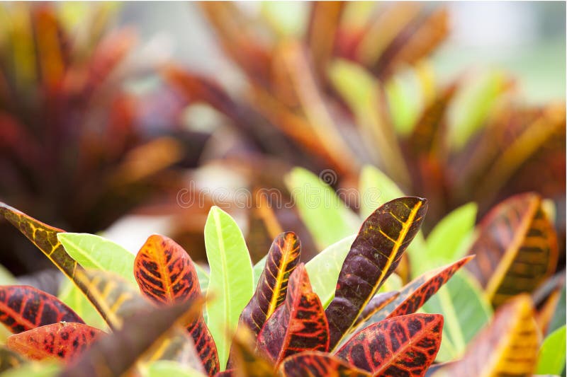Codiaeum variegatum stock image. Image of floral, natural - 50294417