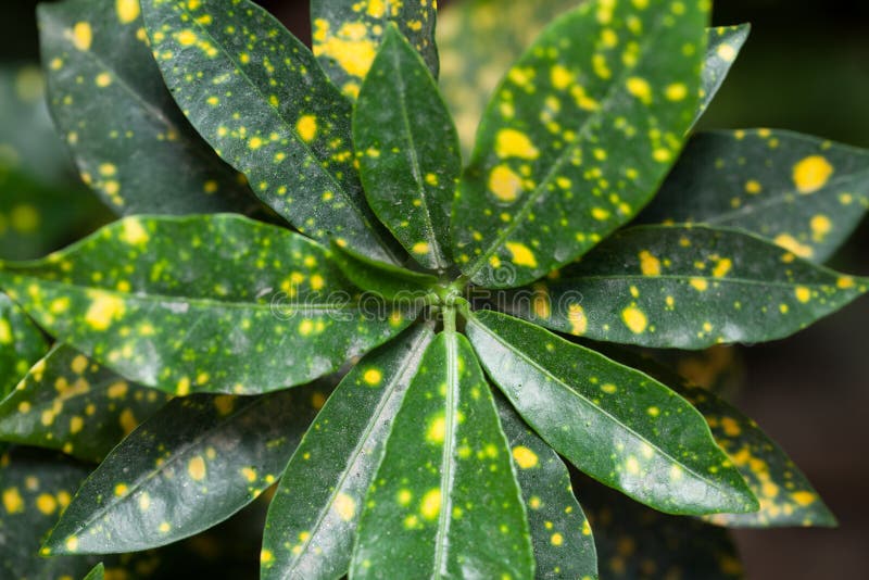 Codiaeum Variegatum/ Codiaeum/ Croton/ Codiaeum Gold Sun or Variegated ...