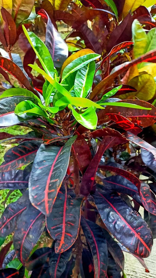 Codiaeum Variegatum & X28;fire Croton, Garden Croton, or Variegated ...