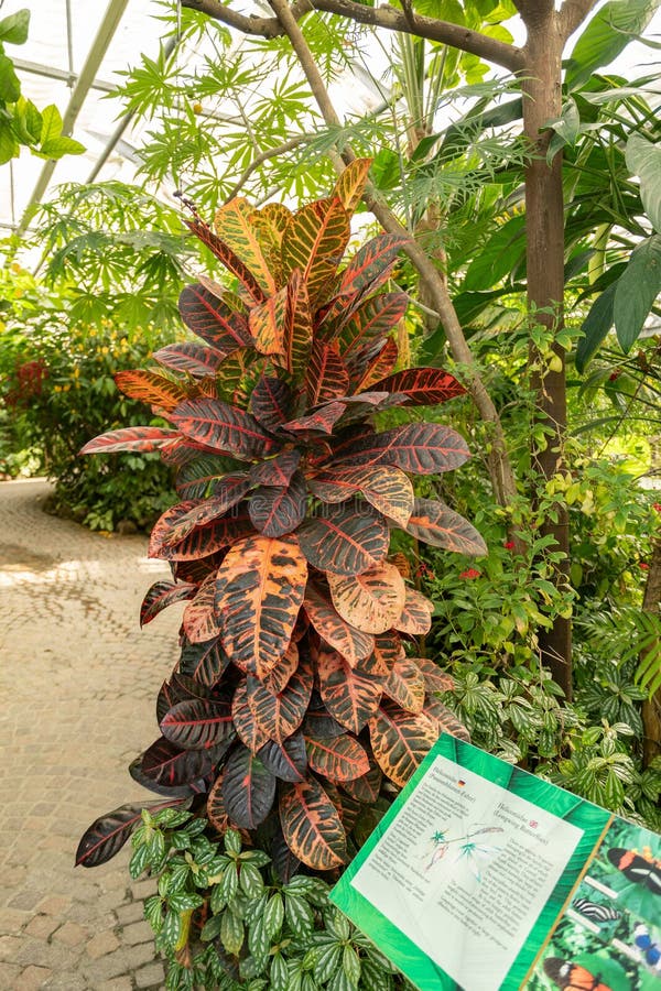 Codiaeum Variegatum or Fire Croton in Mainau in Germany Editorial Image ...