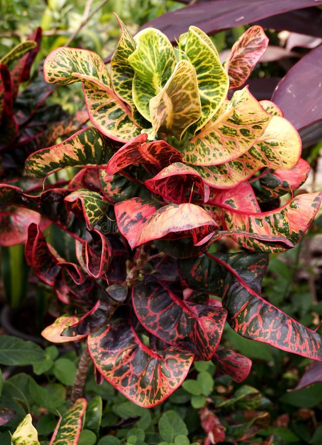 Codiaeum Variegatum Leaves of a Plant Stock Photo - Image of green ...
