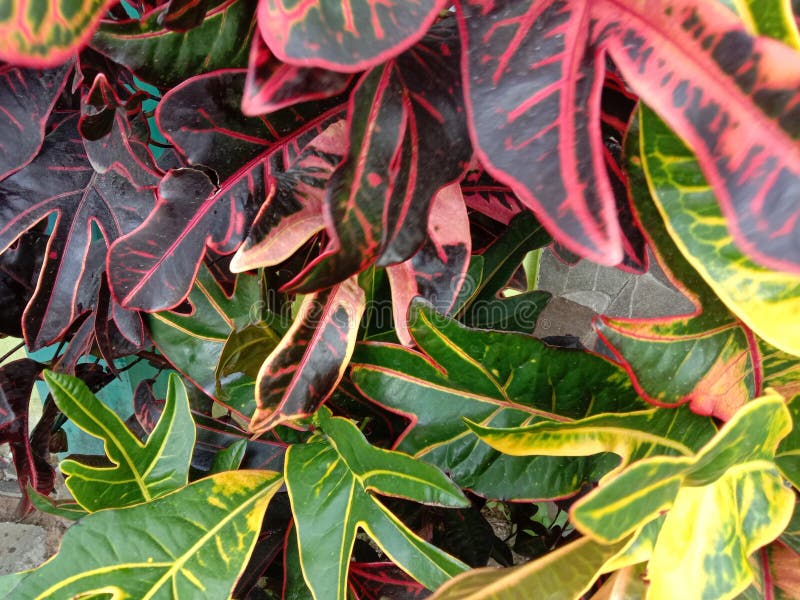 Codiaeum Variegatum Multicolor Leaf Plant Stock Photo - Image of floral ...