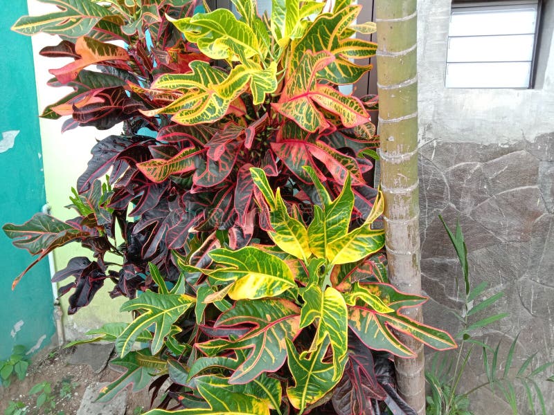 Codiaeum Variegatum Multicolor Leaf Plant Stock Image - Image of ...