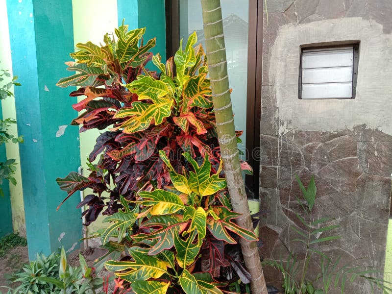 Codiaeum Variegatum Multicolor Leaf Plant Stock Image - Image of ...